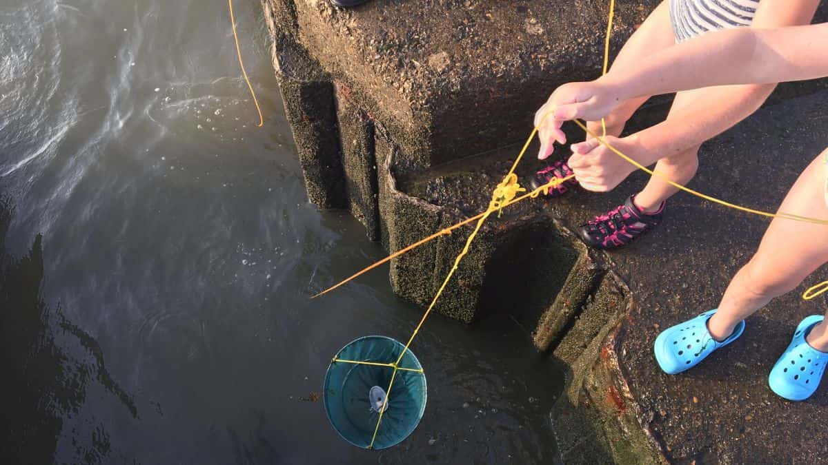 Crabbing - Your Complete Guide - UK BEACH DAYS